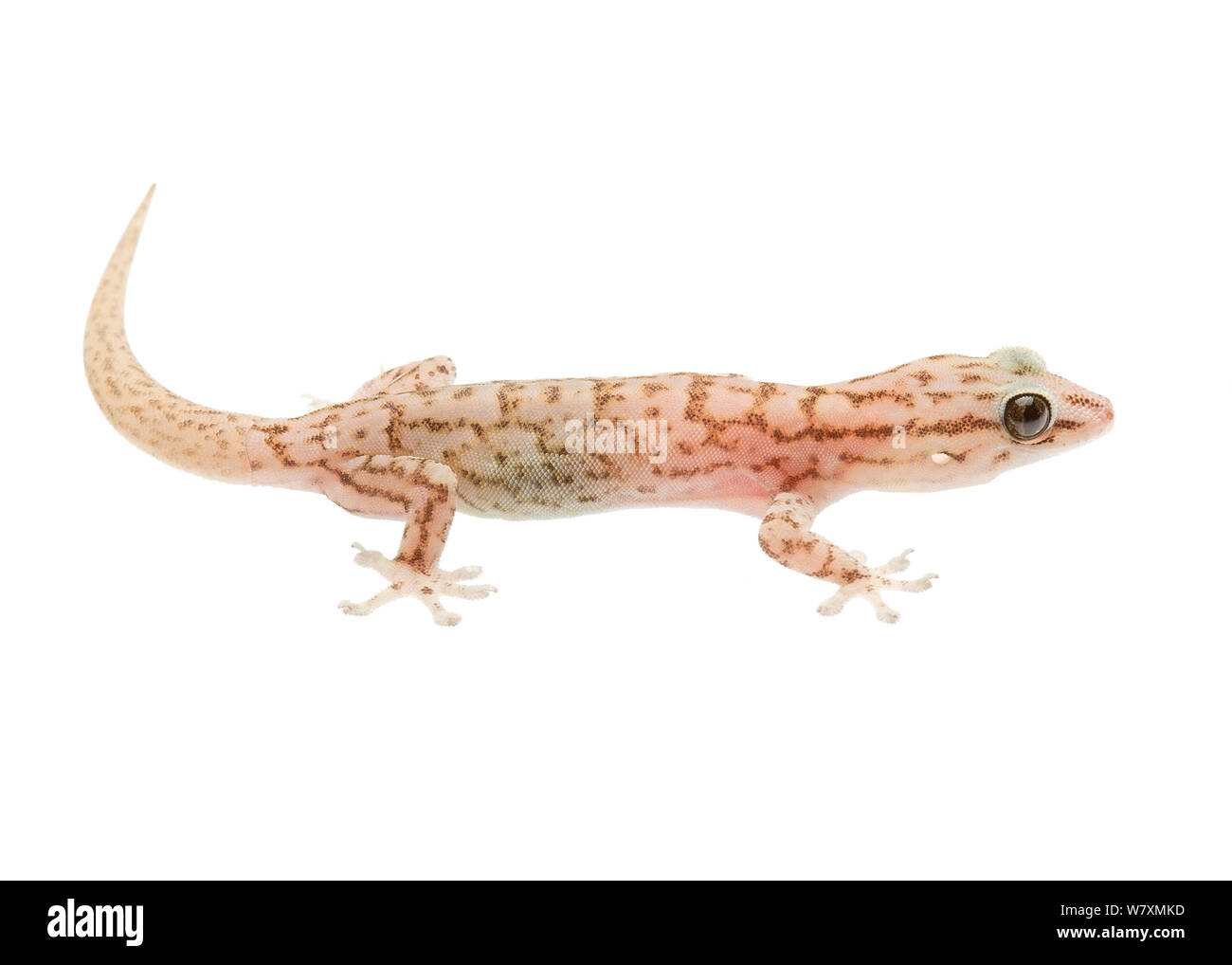 Bunte dtella gehyra variegata -Fotos und -Bildmaterial in hoher ...