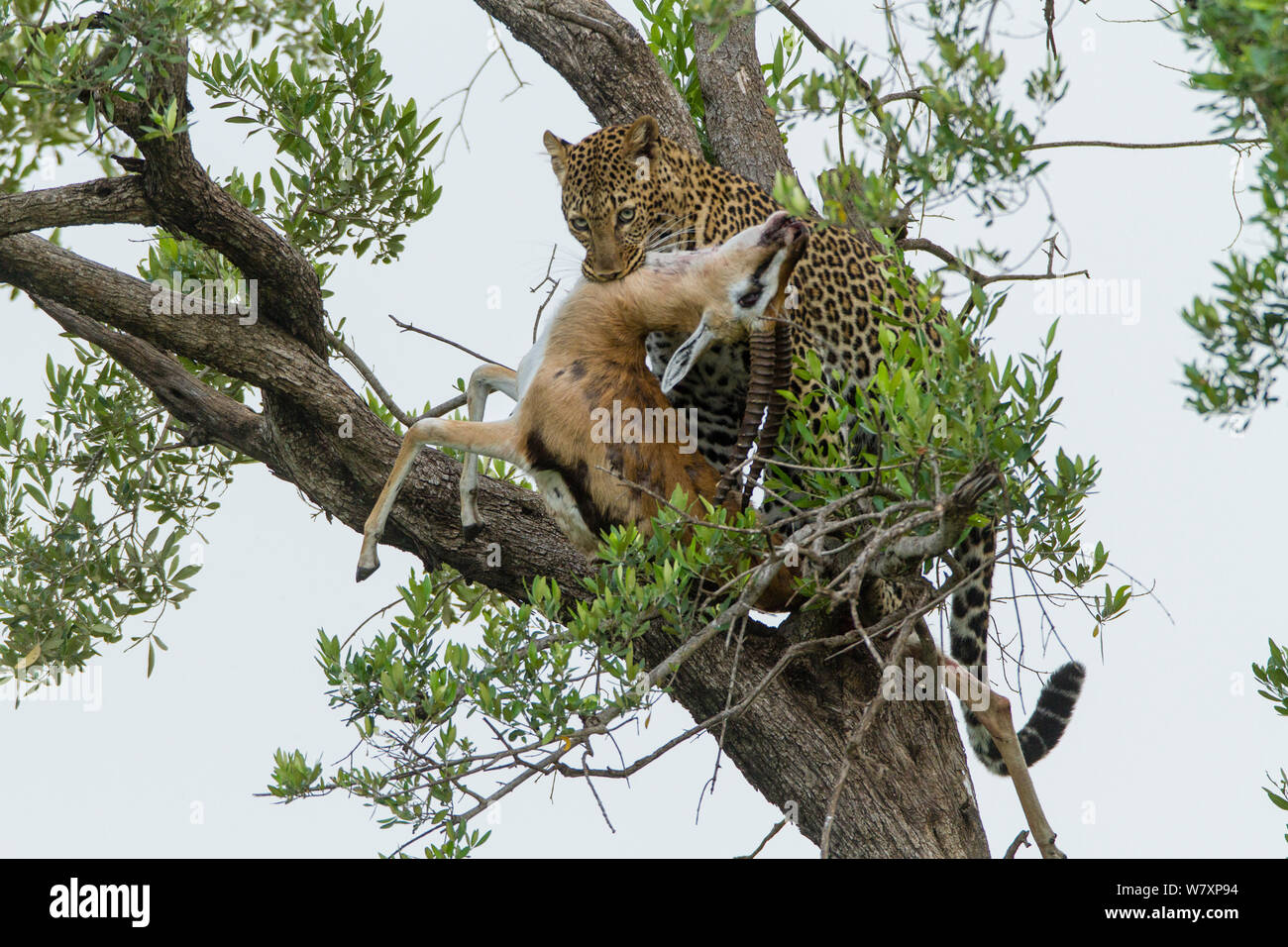 Leopard tree prey -Fotos und -Bildmaterial in hoher Auflösung – Alamy