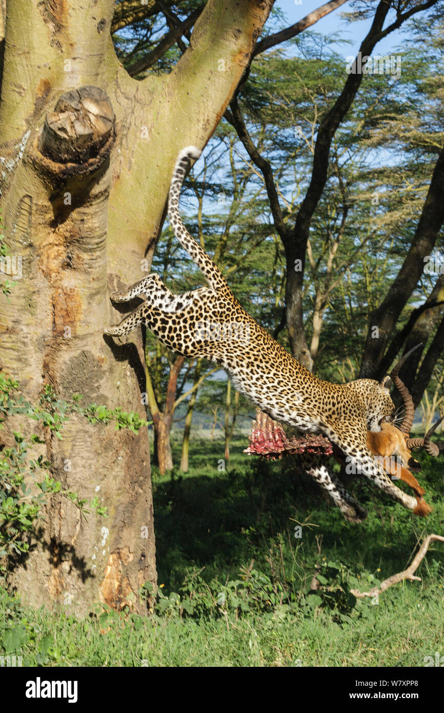 Leopard jumping -Fotos und -Bildmaterial in hoher Auflösung – Alamy