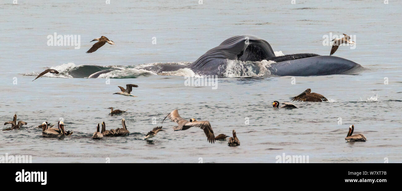 Blue whale mouth -Fotos und -Bildmaterial in hoher Auflösung – Alamy