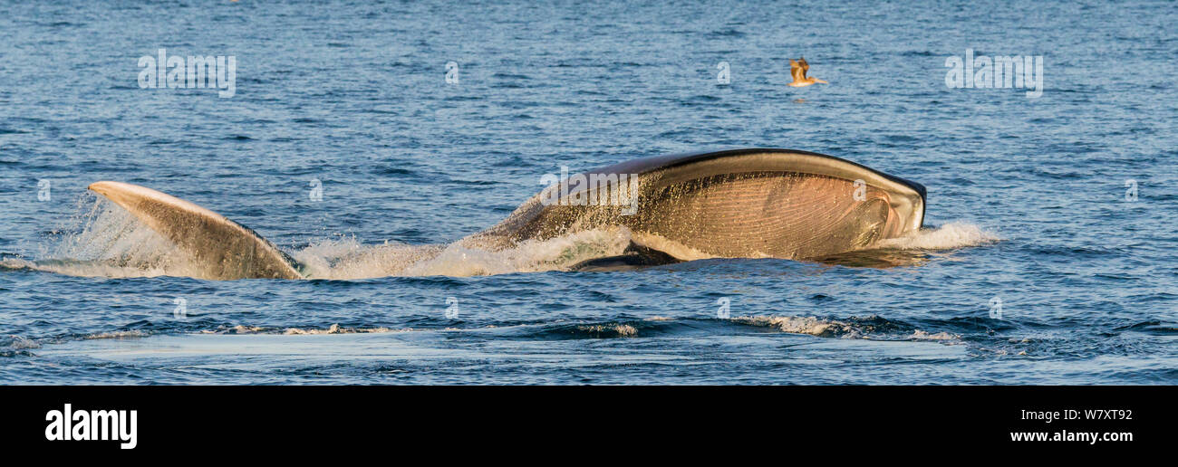 Blue whale mouth -Fotos und -Bildmaterial in hoher Auflösung – Alamy