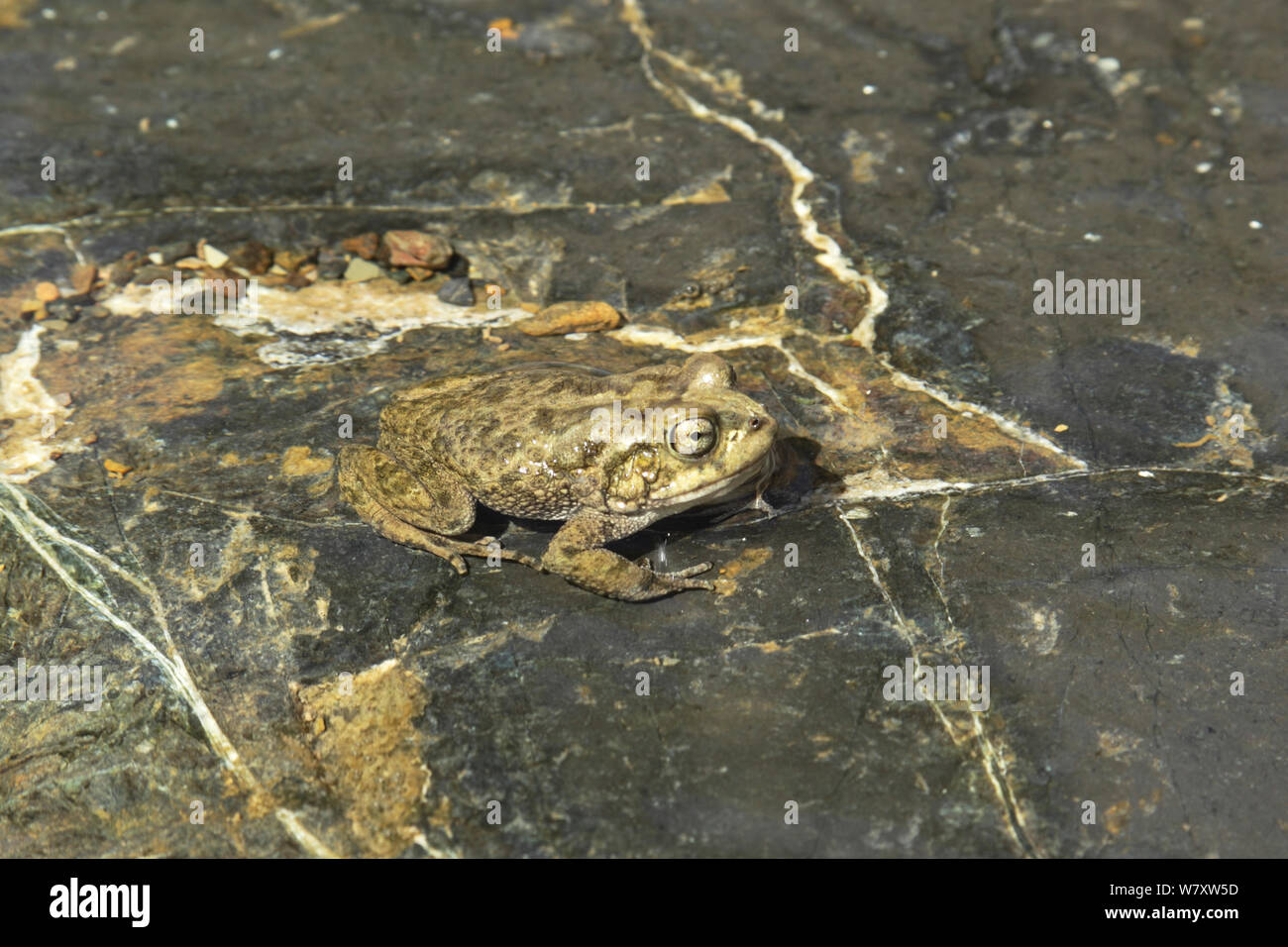 Bufo arabicus -Fotos und -Bildmaterial in hoher Auflösung – Alamy