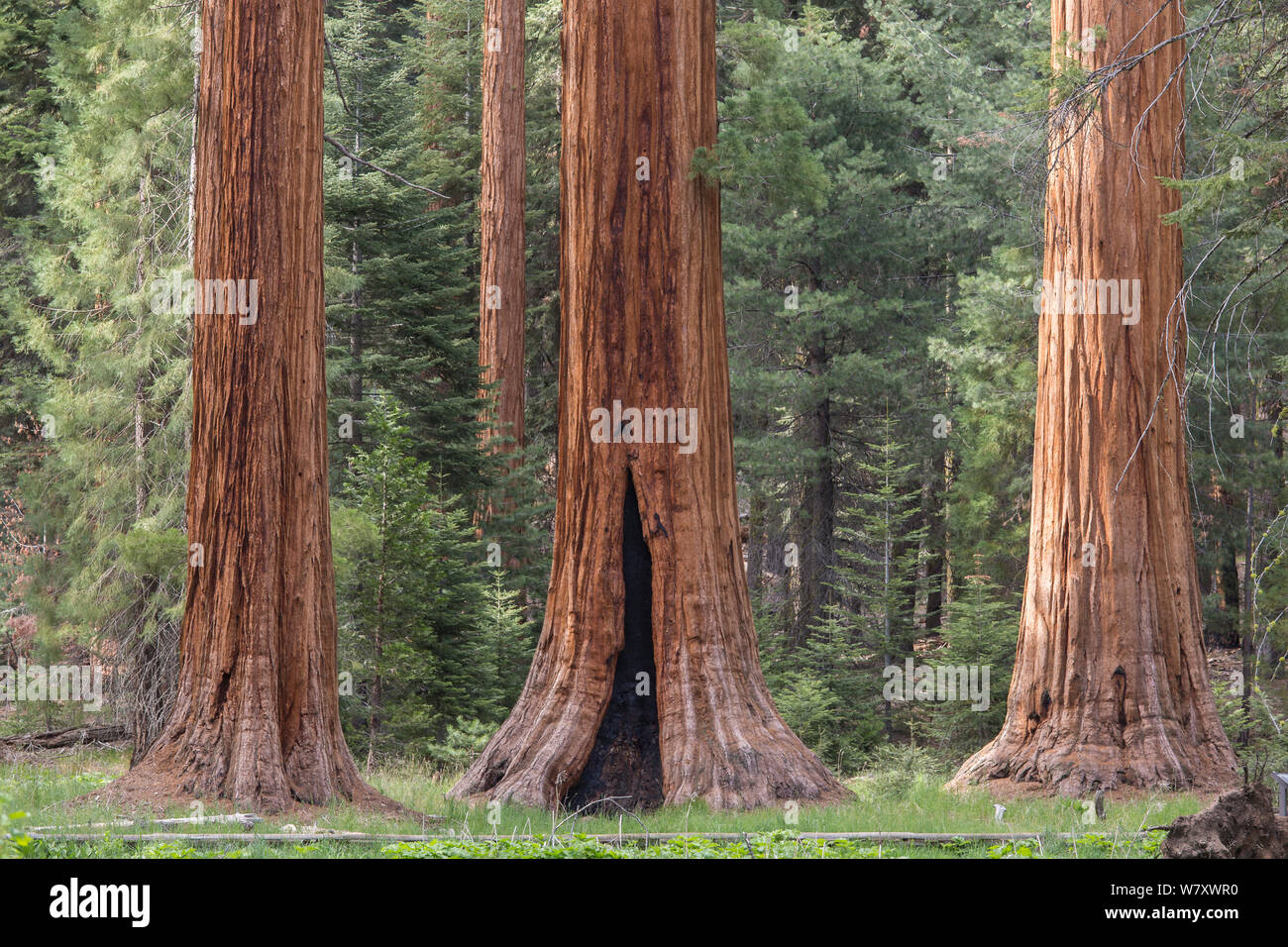 Riesenmammutbaum sequoiadendron giganteum -Fotos und -Bildmaterial in ...