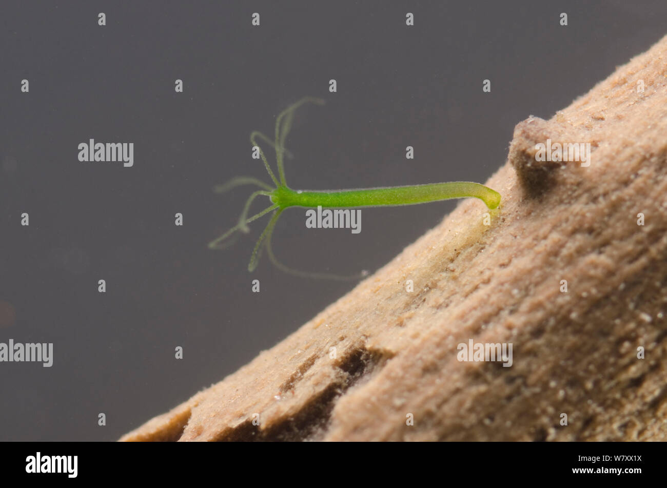 Hydra Invertebrates Stockfotos und -bilder Kaufen - Alamy