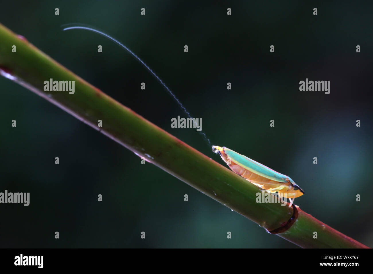 Hoja de rododendro -Fotos und -Bildmaterial in hoher Auflösung – Alamy