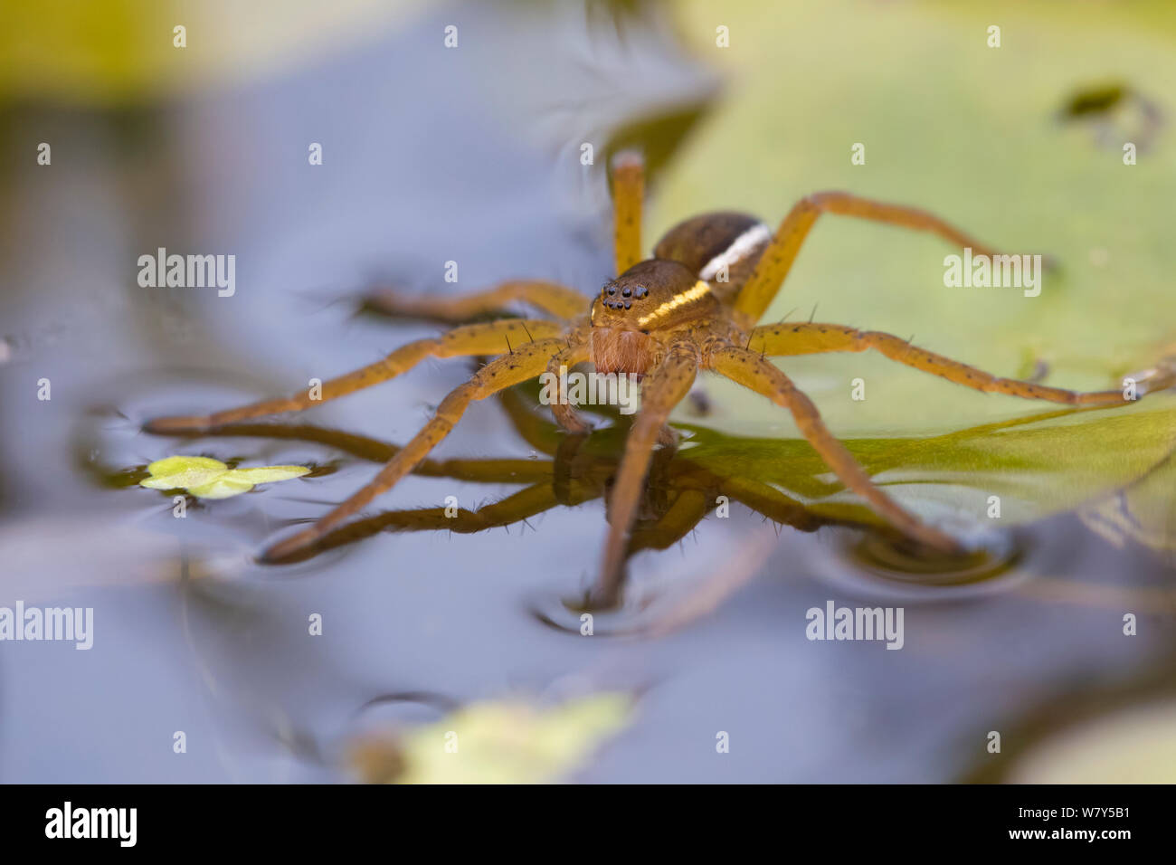 Dolomedes arten -Fotos und -Bildmaterial in hoher Auflösung – Alamy