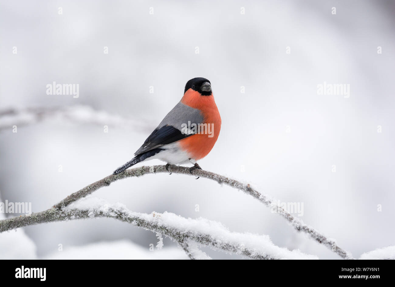Nord gimpel -Fotos und -Bildmaterial in hoher Auflösung – Alamy