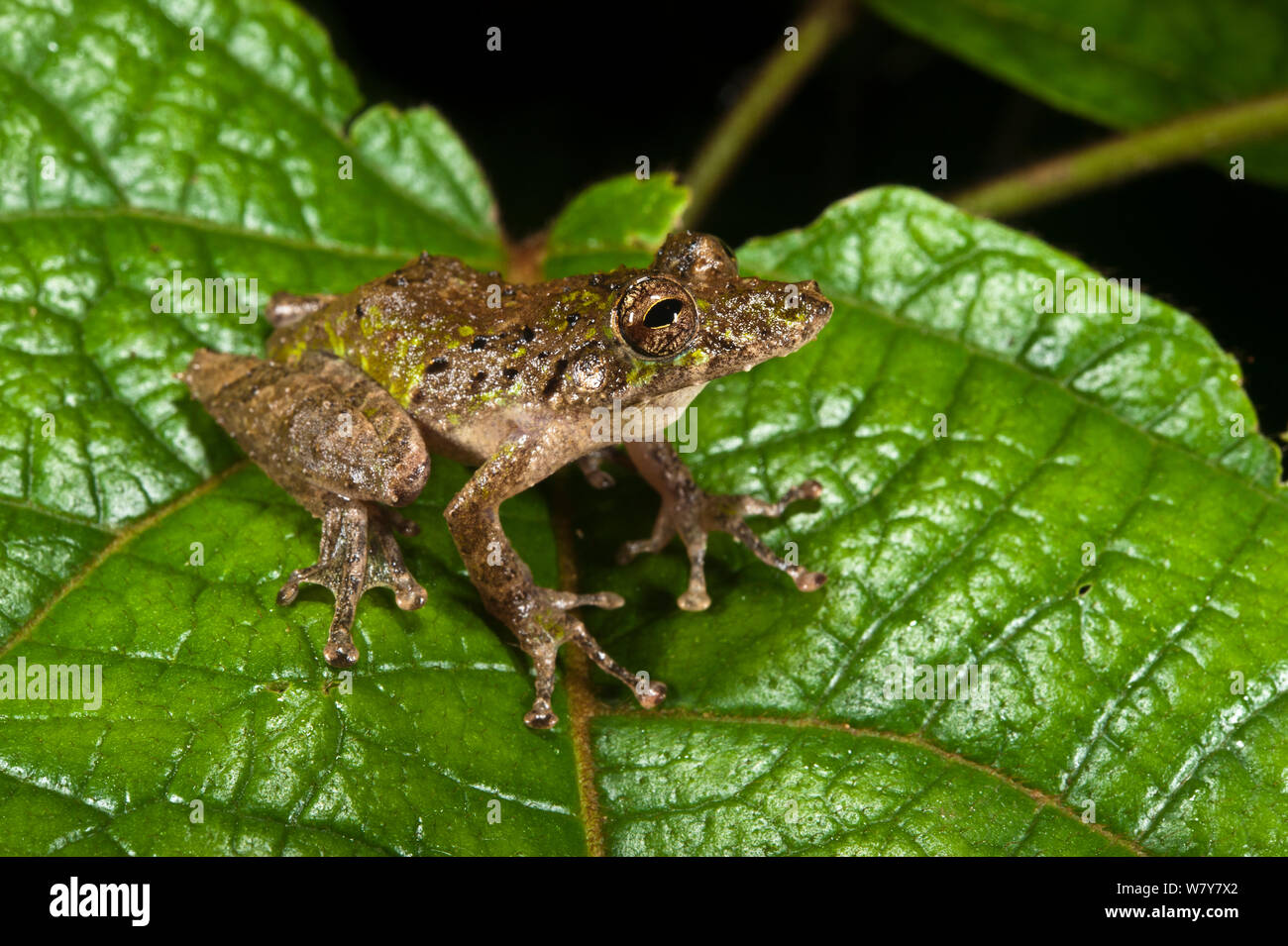 Laubfrosch amazonas regenwald -Fotos und -Bildmaterial in hoher ...