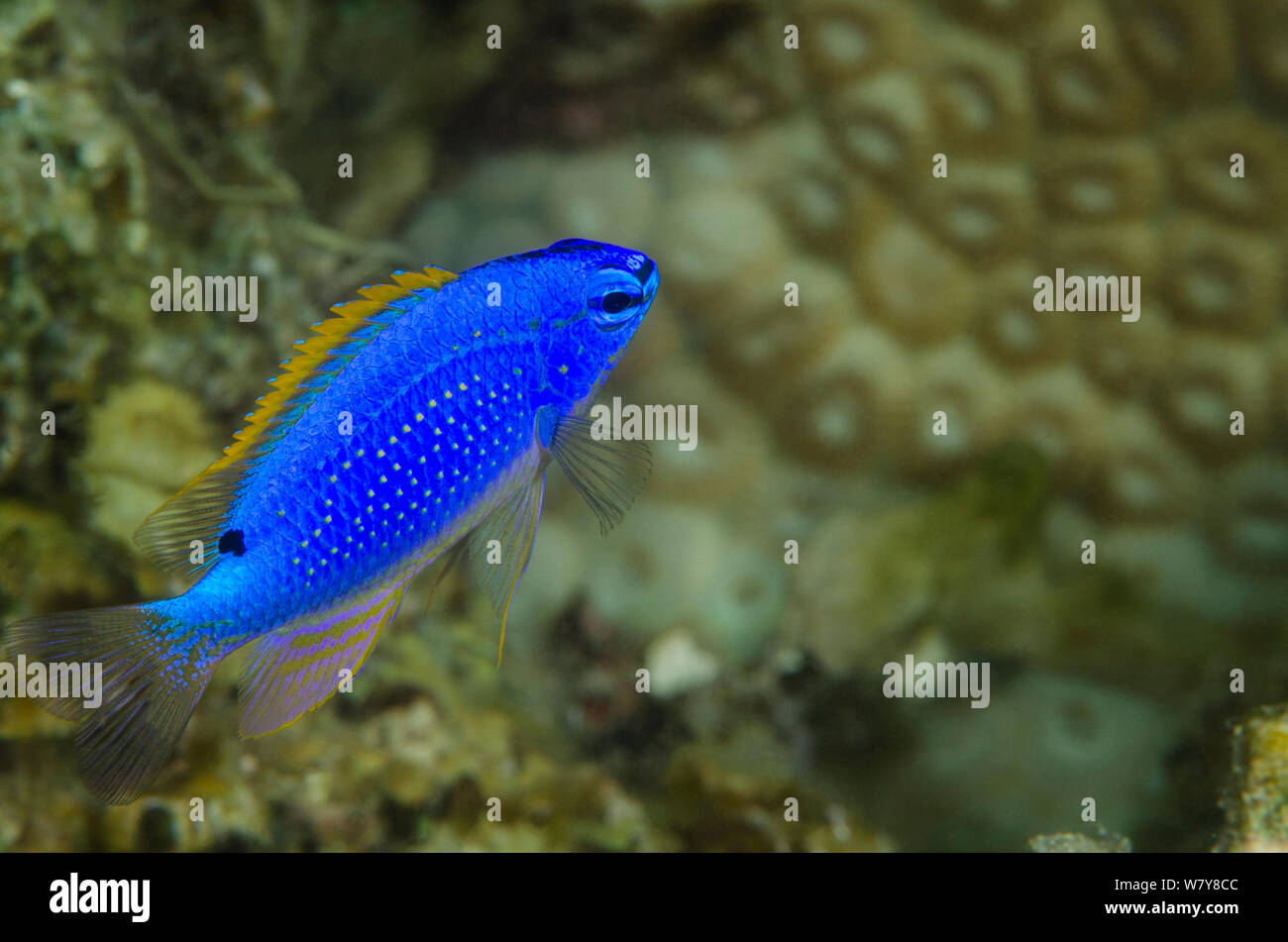 Fidschi blauer teufel damselfish -Fotos und -Bildmaterial in hoher ...