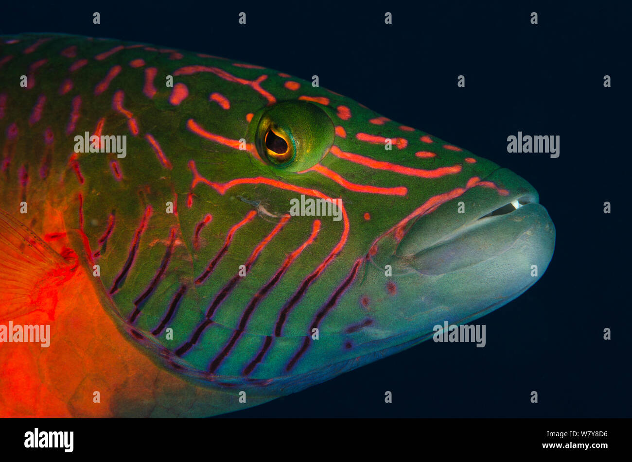 Cheilinus digrammus Stockfotos und -bilder Kaufen - Alamy