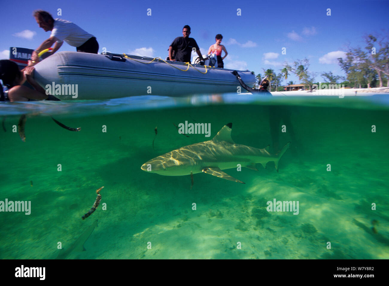 Carcharias melanopterus -Fotos und -Bildmaterial in hoher Auflösung – Alamy