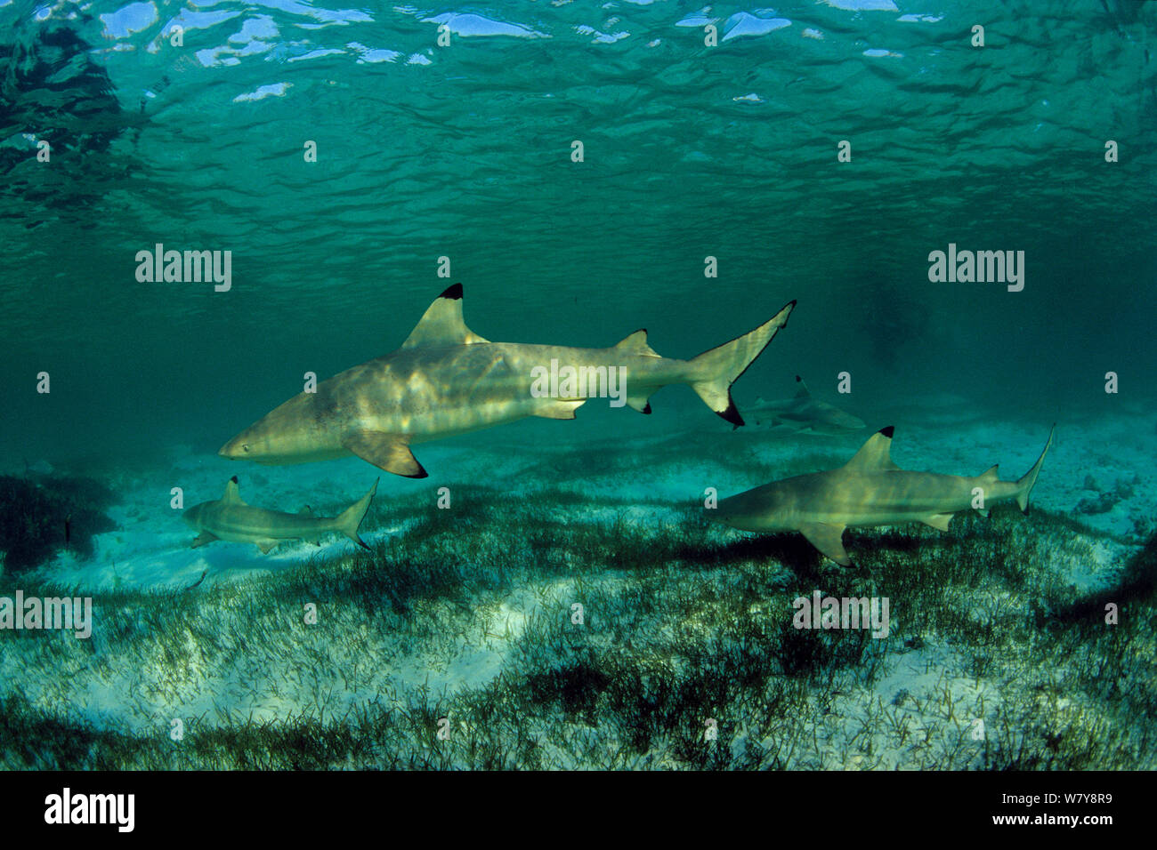 Carcharias melanopterus -Fotos und -Bildmaterial in hoher Auflösung – Alamy