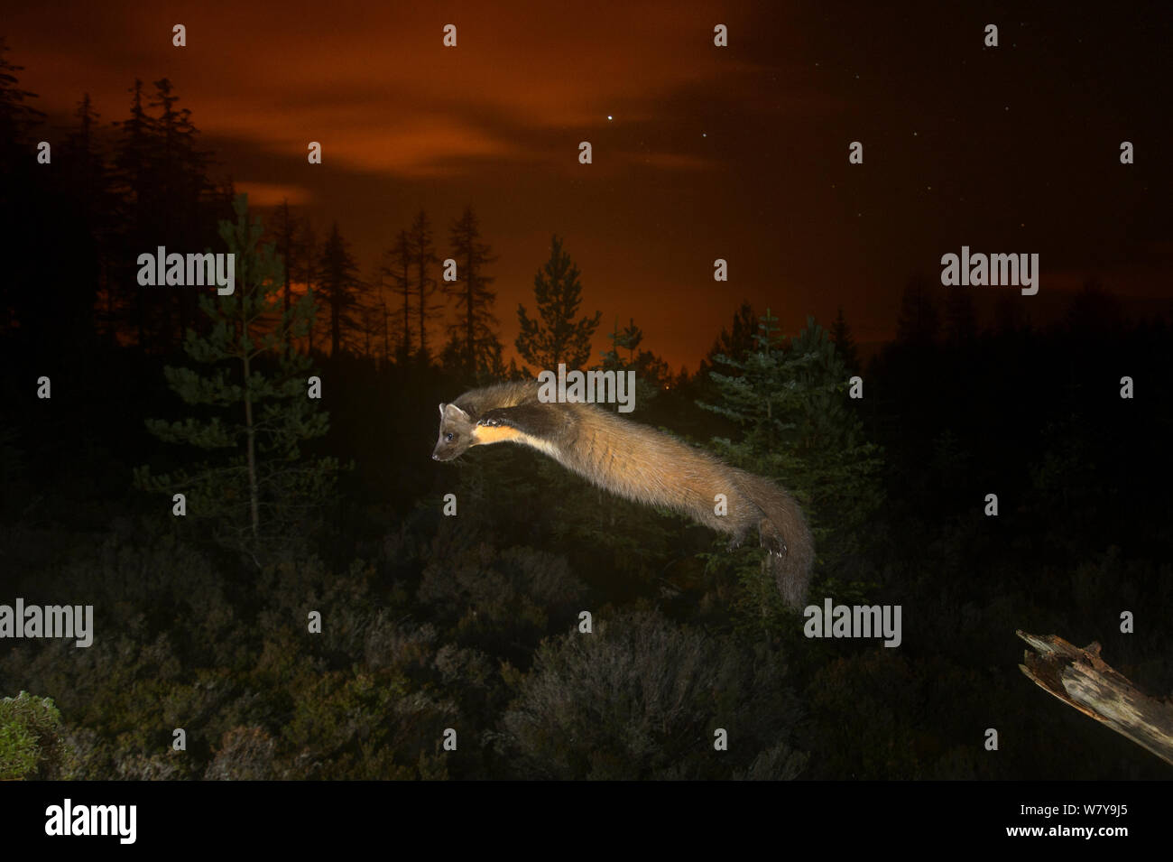 Baummarder (Martes martes) Springen von Ast, Orange glühen in Himmel ...