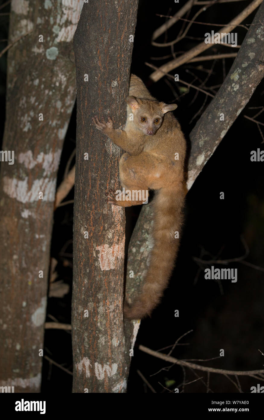 Galago galago senegalensis -Fotos und -Bildmaterial in hoher Auflösung ...
