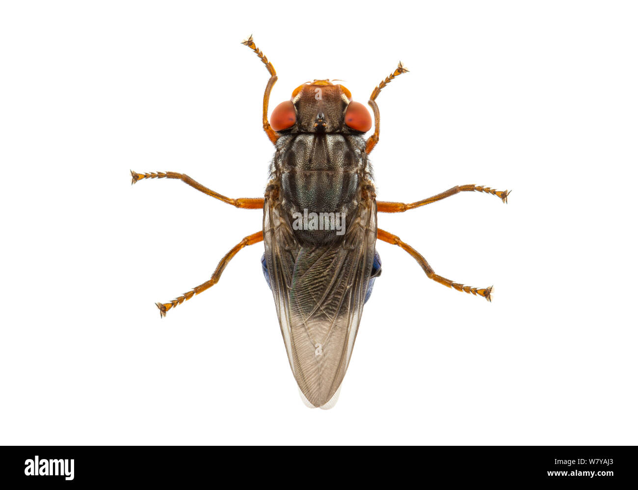 Amerikanische warble fly -Fotos und -Bildmaterial in hoher Auflösung ...