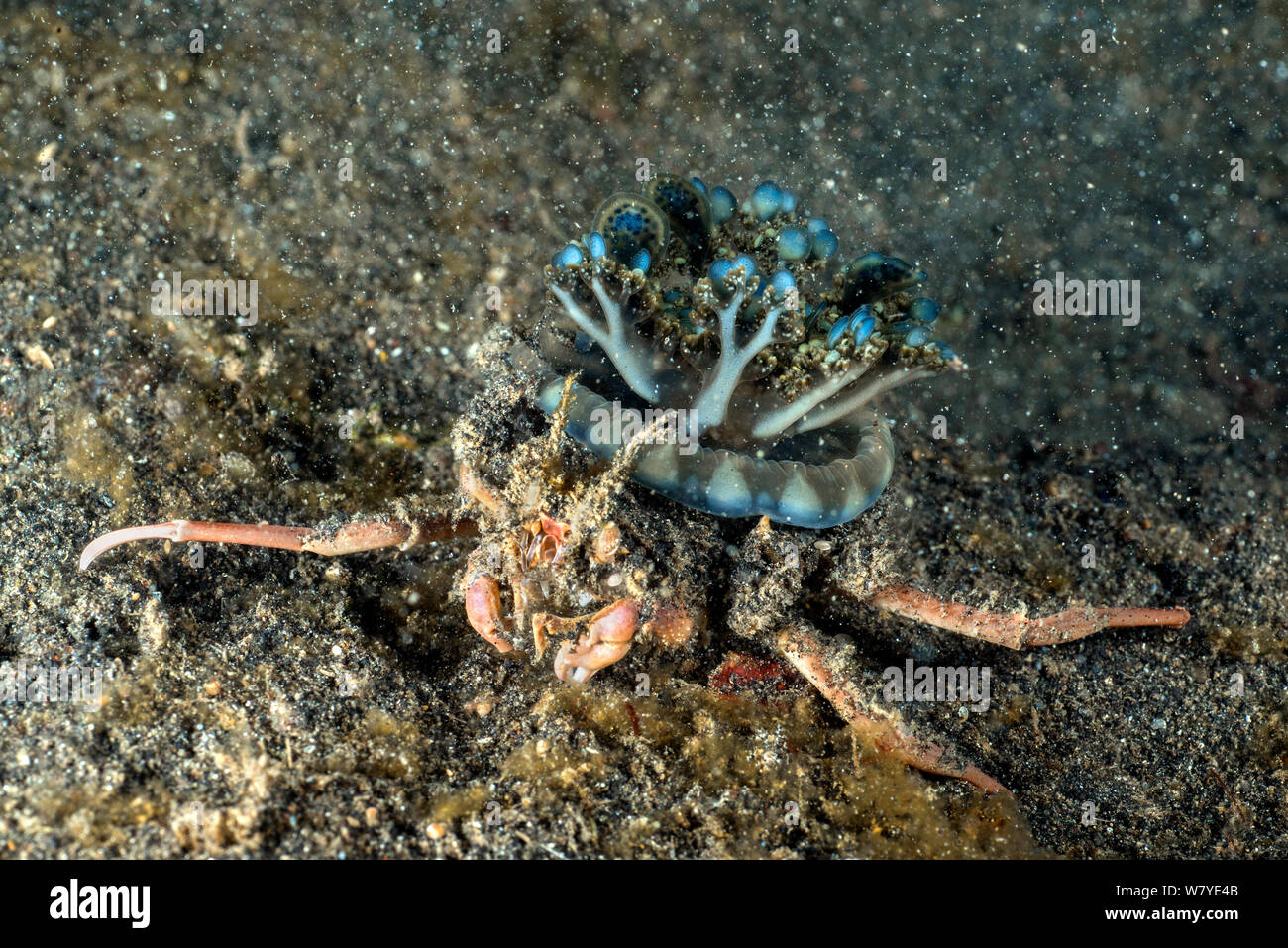 Ethusa sp -Fotos und -Bildmaterial in hoher Auflösung – Alamy