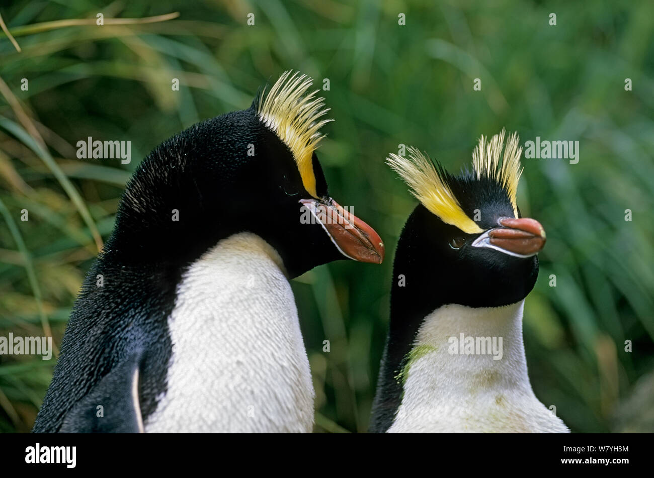 Errichte - Crested Pinguine (Eudyptes sclateri) umwerben Paar zeigen ...