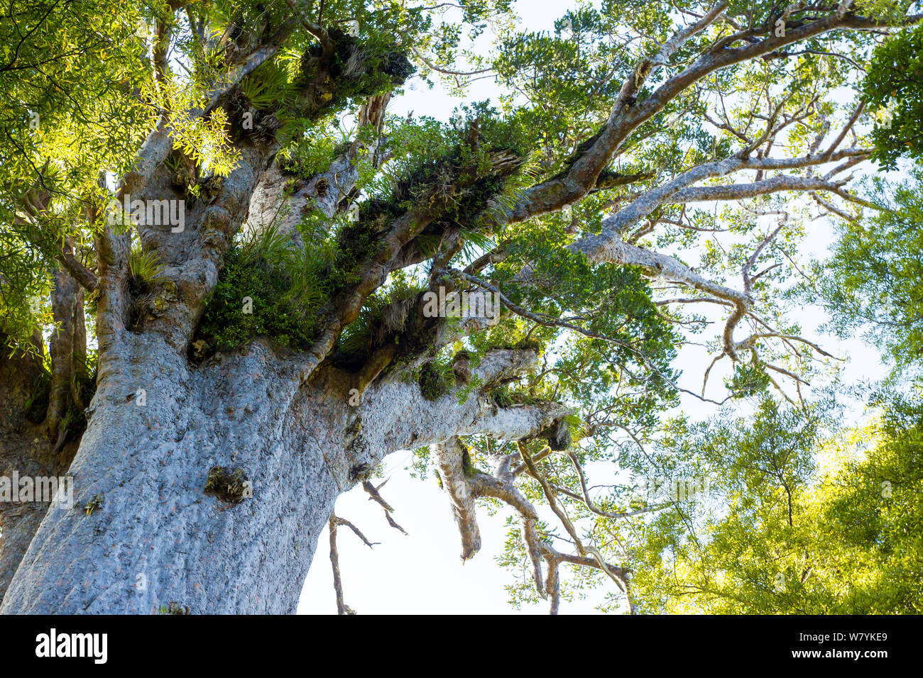 Riesiger kauribaum -Fotos und -Bildmaterial in hoher Auflösung – Alamy