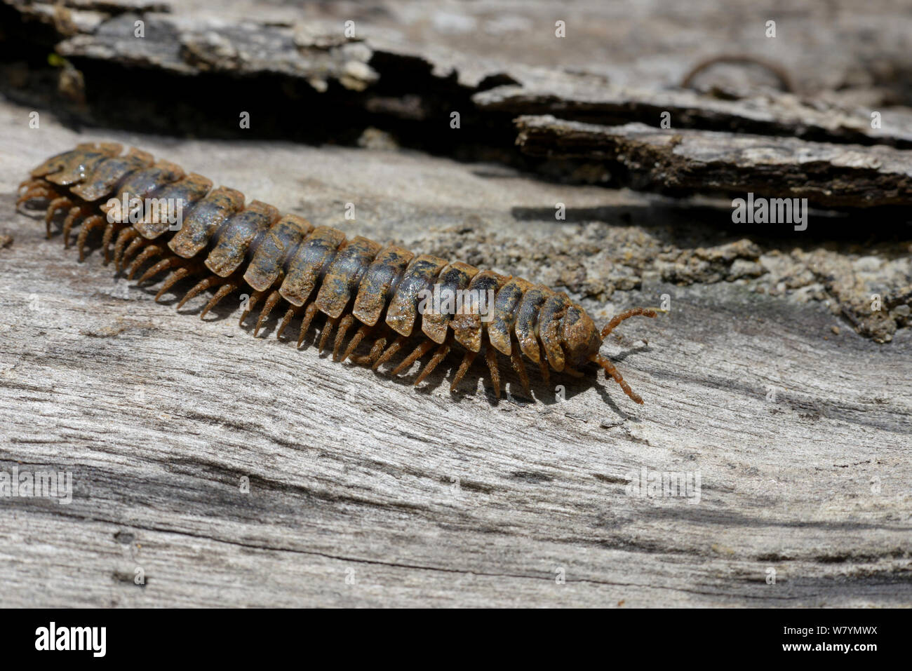 Polydesmus complanatus Stockfotos und -bilder Kaufen - Alamy