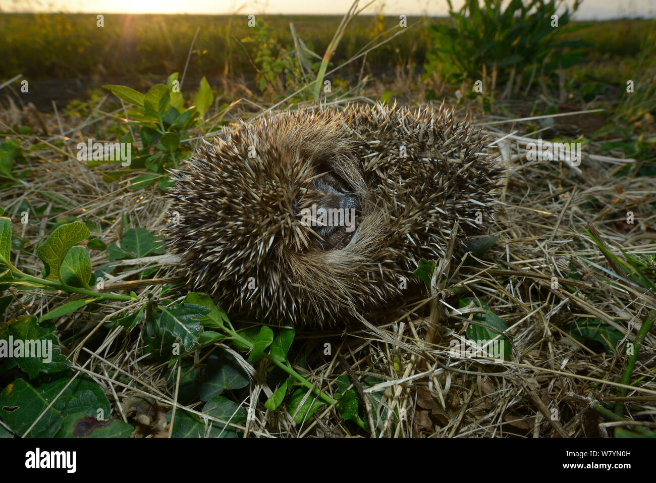 Zusammengerollter igel -Fotos und -Bildmaterial in hoher Auflösung – Alamy