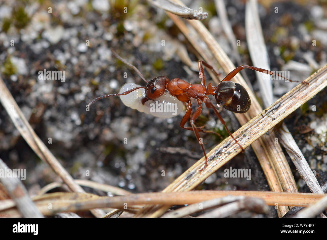 Slave maker ant -Fotos und -Bildmaterial in hoher Auflösung – Alamy
