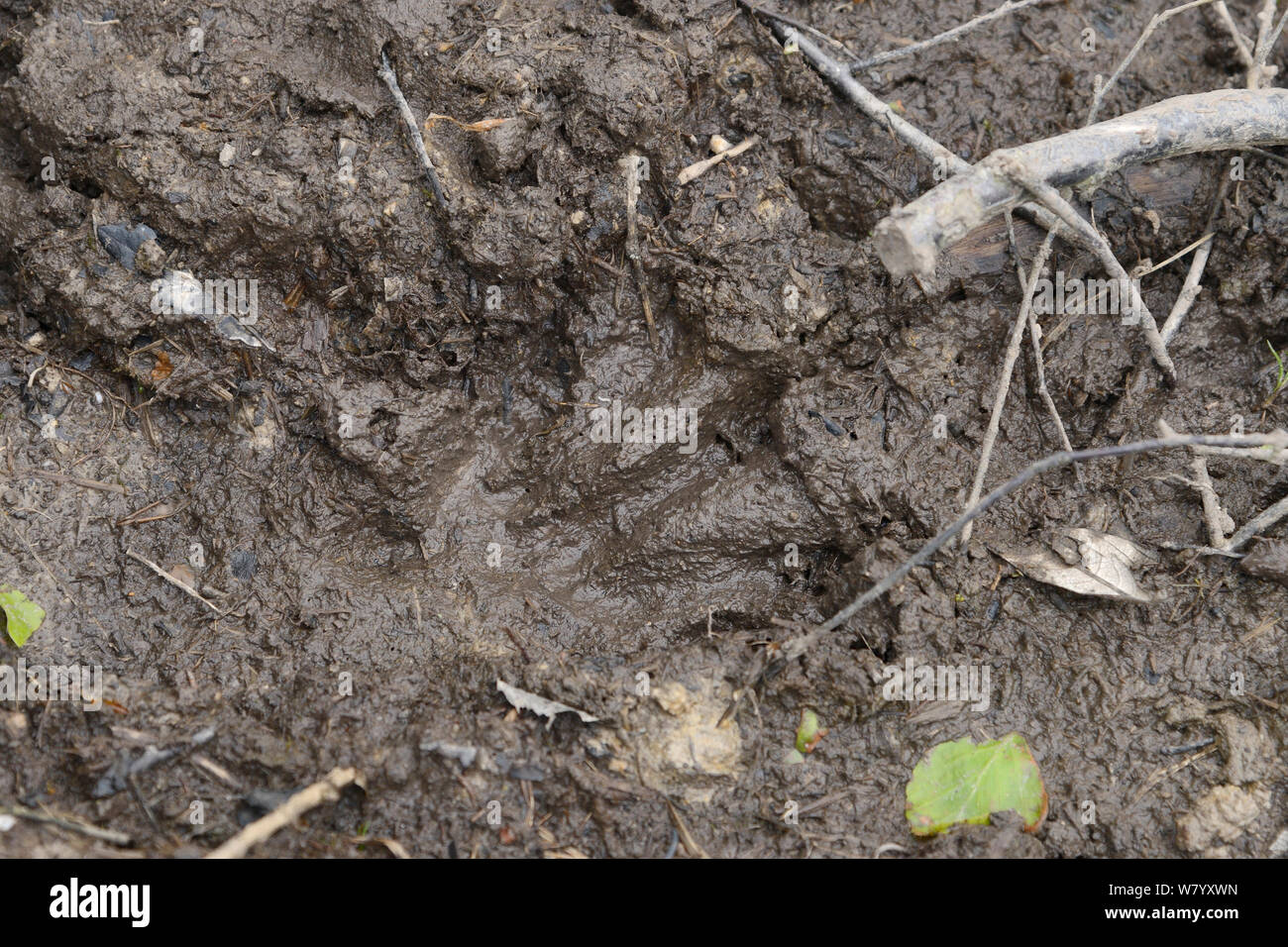 Rodent footprint -Fotos und -Bildmaterial in hoher Auflösung – Alamy