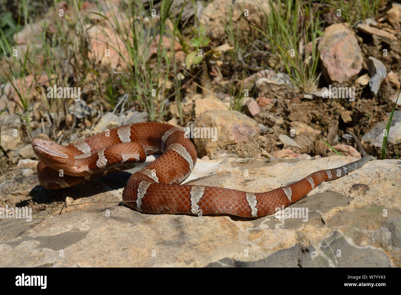Cenchris atrofuscus -Fotos und -Bildmaterial in hoher Auflösung – Alamy