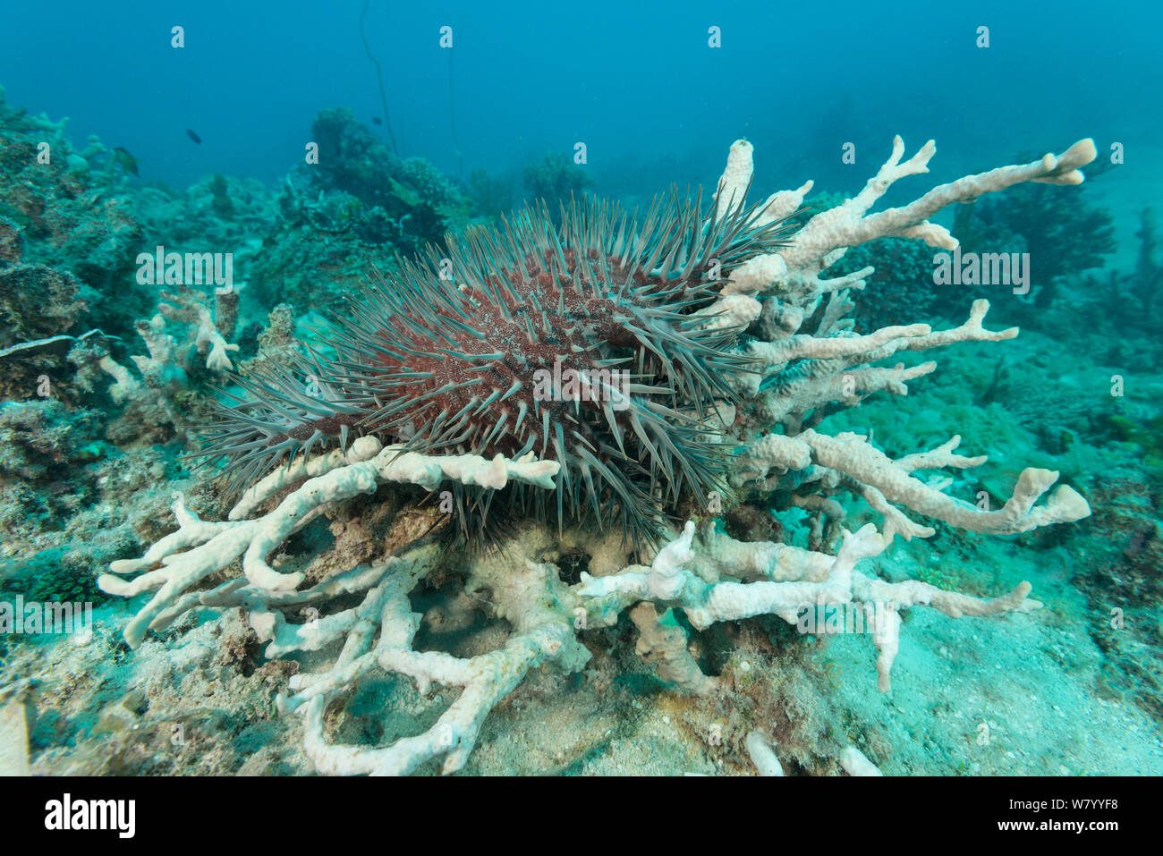 Seestern Magen Stockfotos und -bilder Kaufen - Alamy