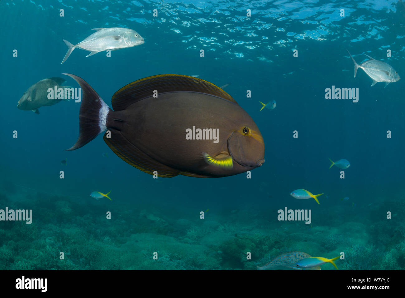 Acanthurus rasi -Fotos und -Bildmaterial in hoher Auflösung – Alamy