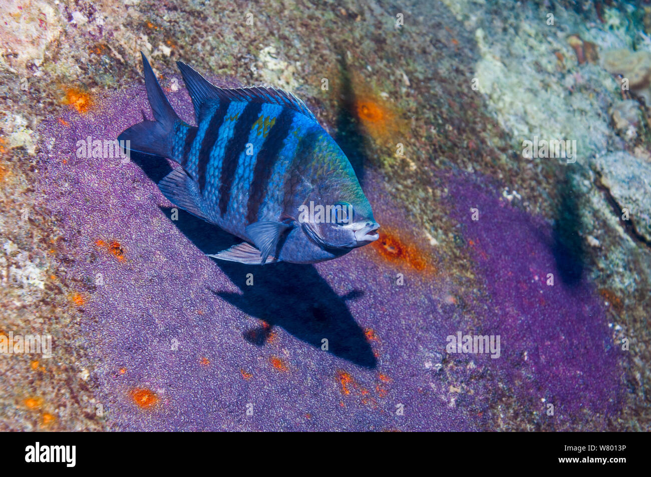 Sergeant major fish -Fotos und -Bildmaterial in hoher Auflösung – Alamy