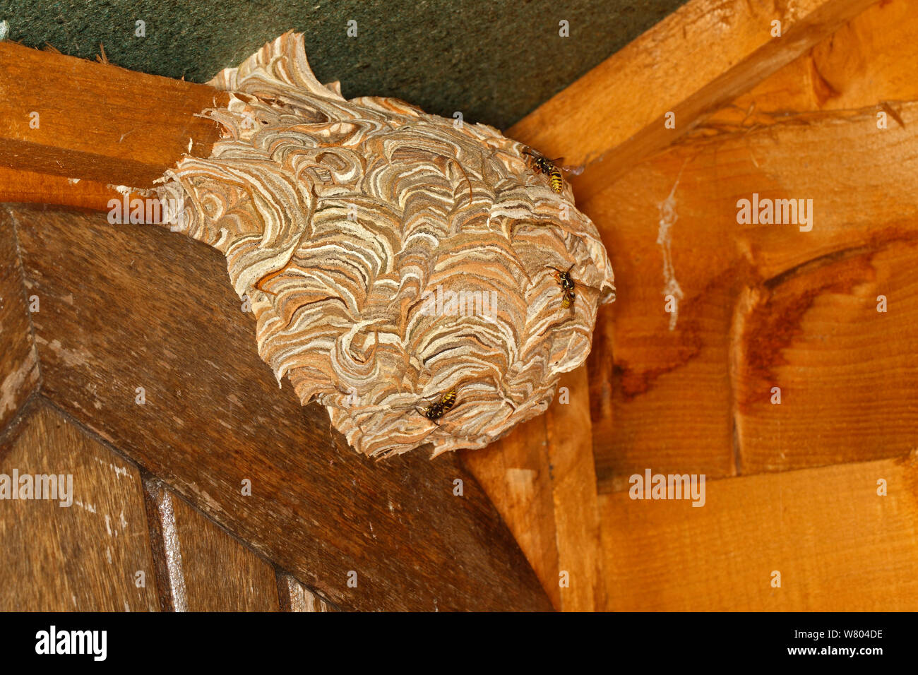 Vespula vulgaris nest -Fotos und -Bildmaterial in hoher Auflösung – Alamy