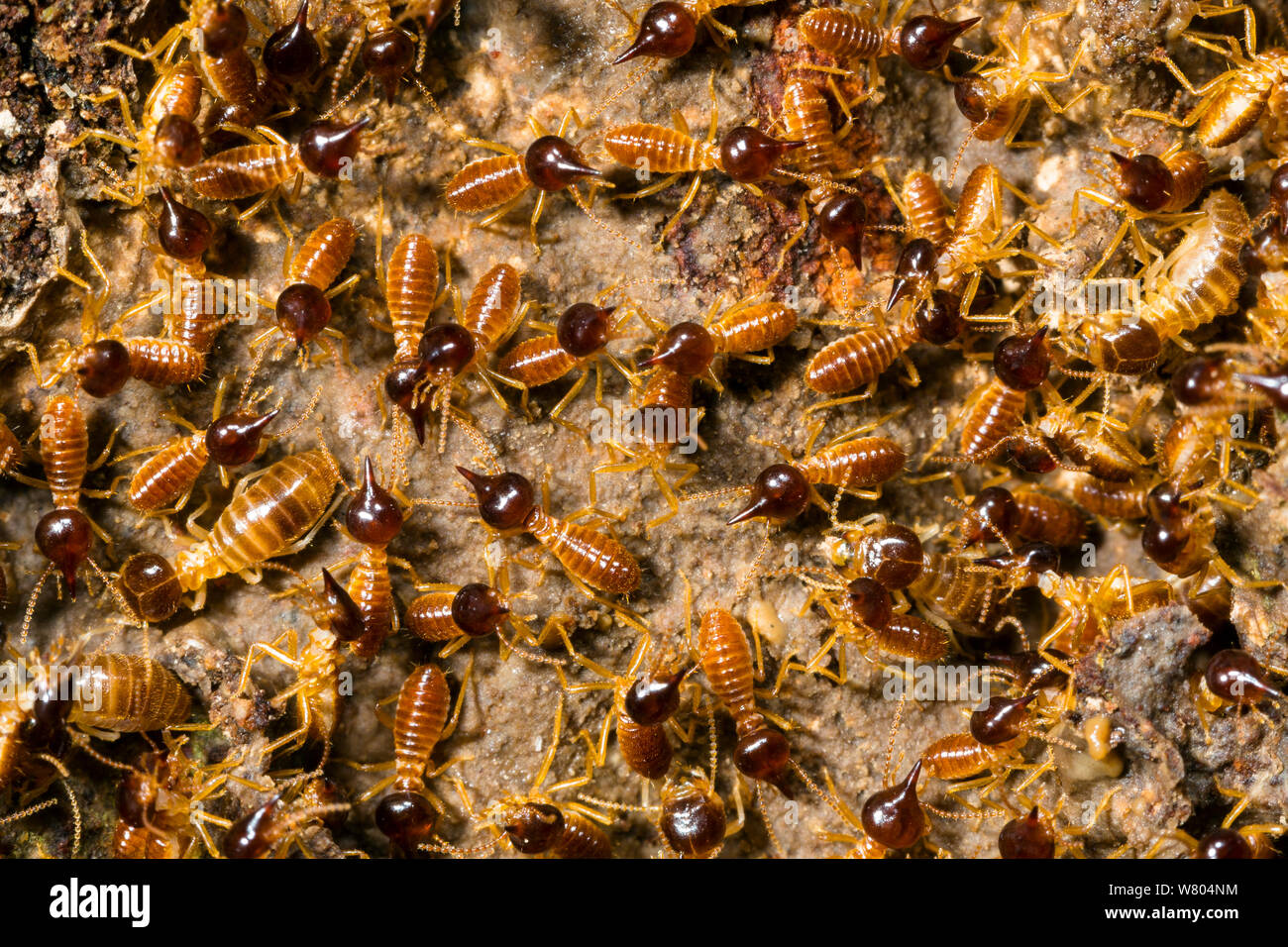 Amazon basin rainforest insects -Fotos und -Bildmaterial in hoher ...