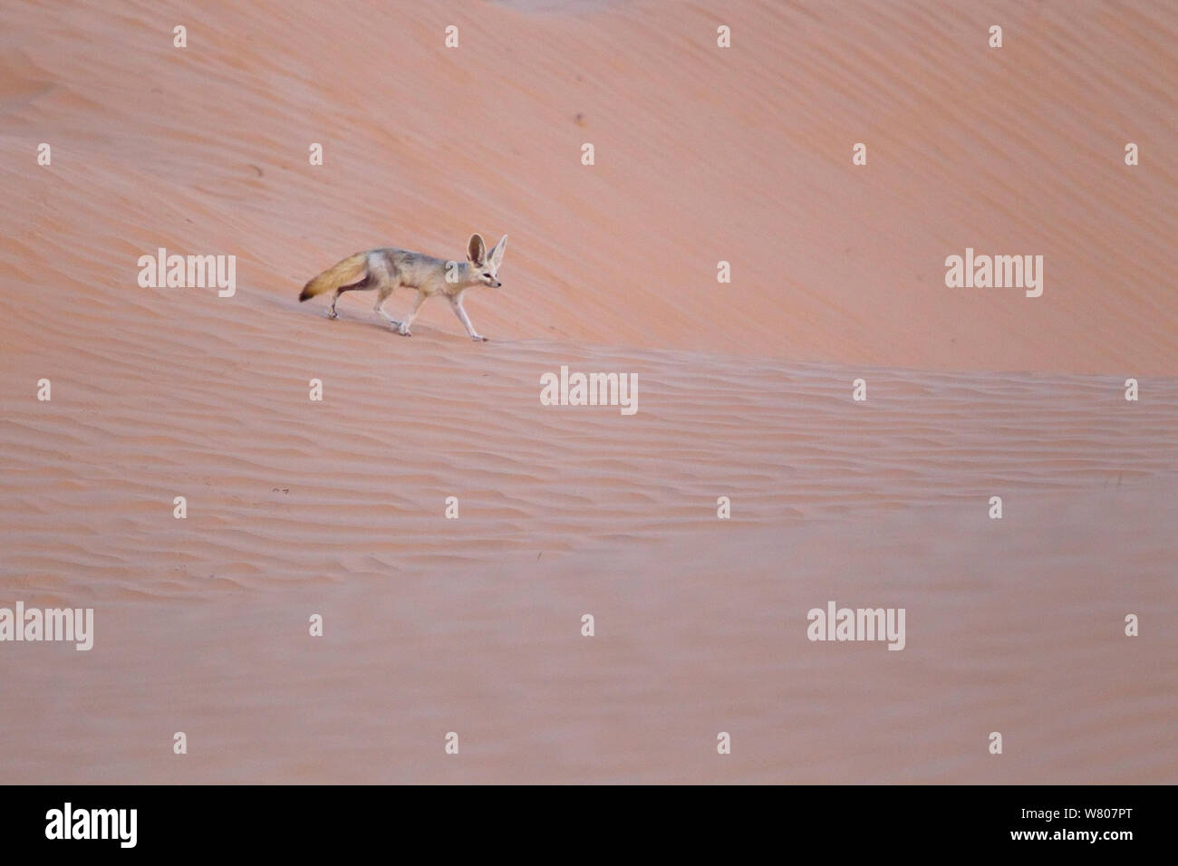 Fennek fuchs -Fotos und -Bildmaterial in hoher Auflösung – Alamy