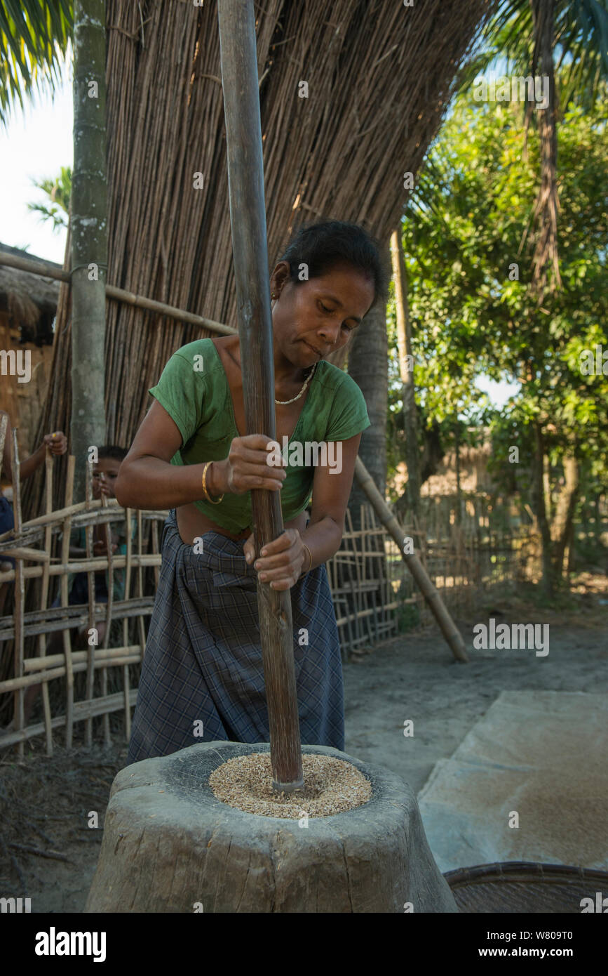 Stampfen von getreide -Fotos und -Bildmaterial in hoher Auflösung – Alamy