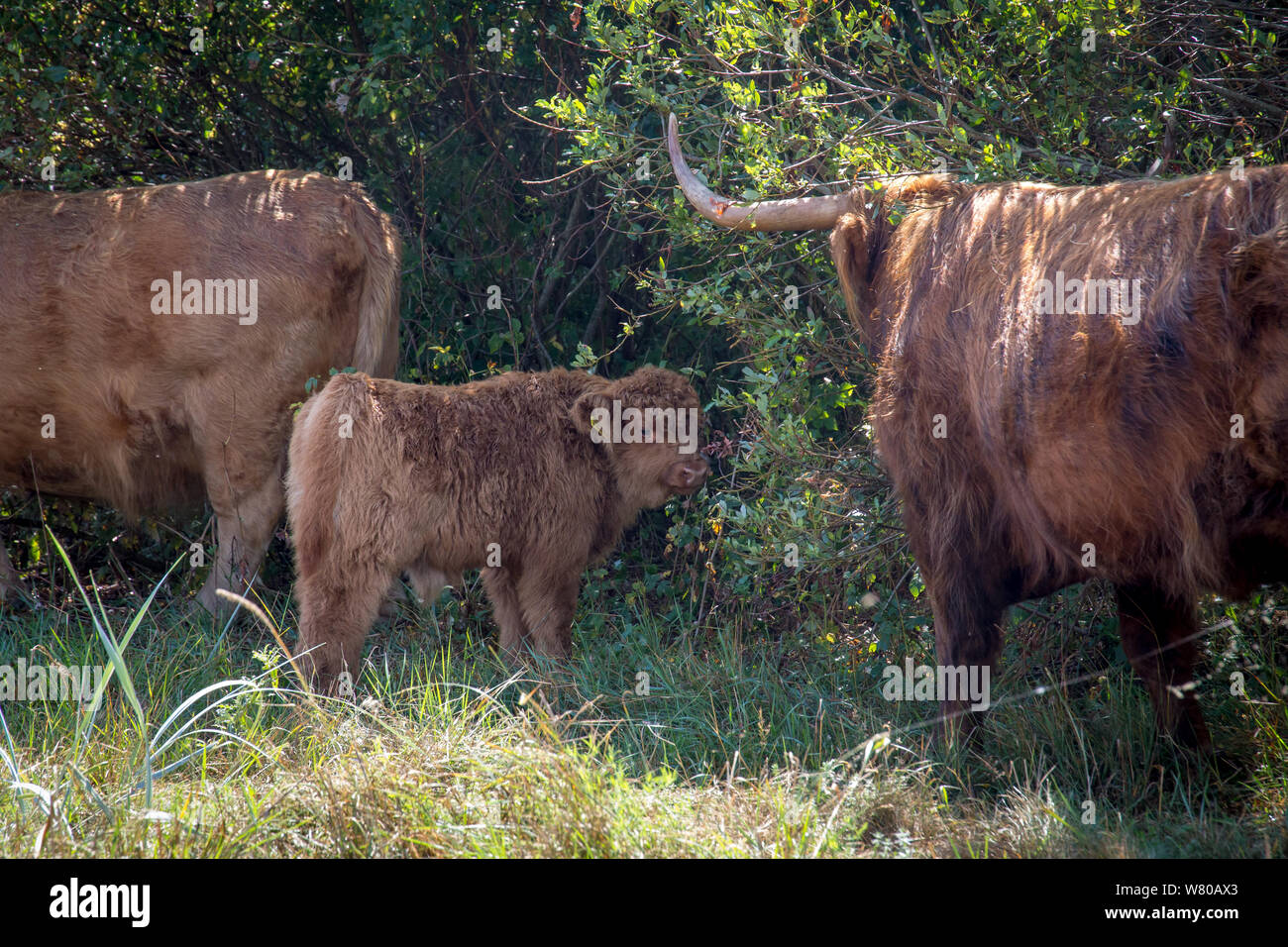 Schottische hochlandrinder baby -Fotos und -Bildmaterial in hoher ...
