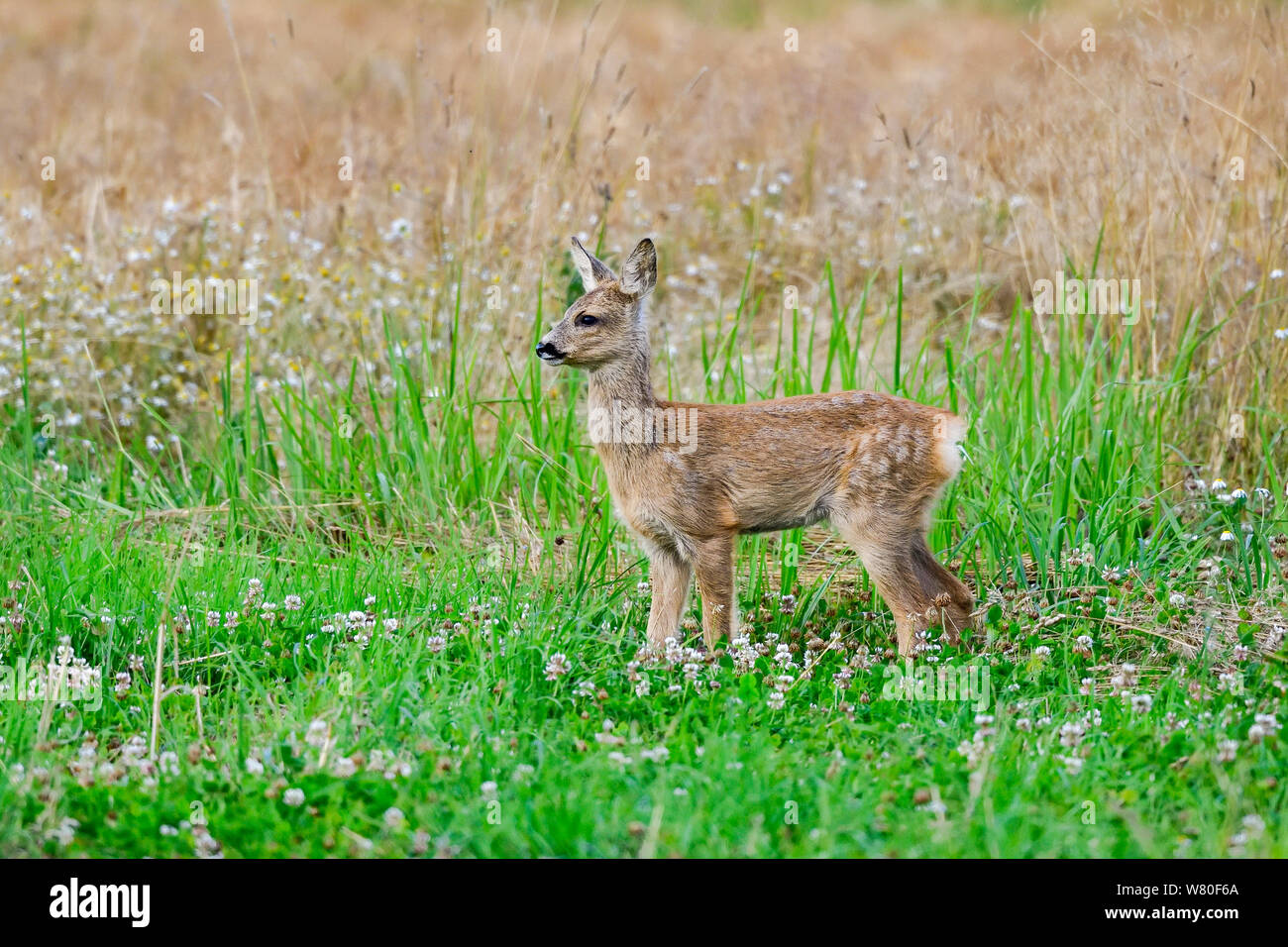 Kleine hirschkuh -Fotos und -Bildmaterial in hoher Auflösung – Alamy