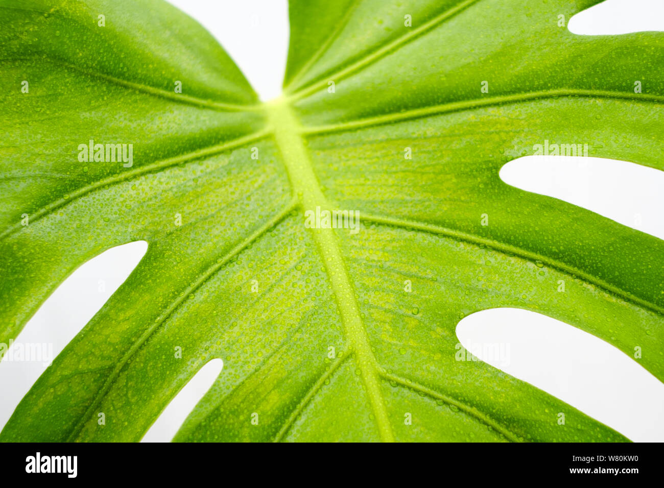 Monstera blatt -Fotos und -Bildmaterial in hoher Auflösung – Alamy
