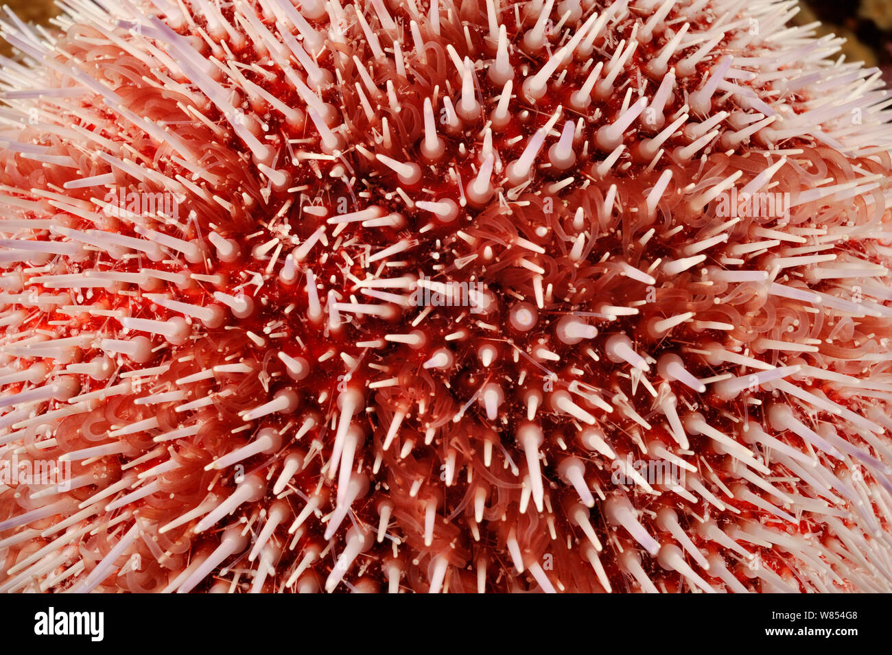 Edible sea urchins -Fotos und -Bildmaterial in hoher Auflösung – Alamy