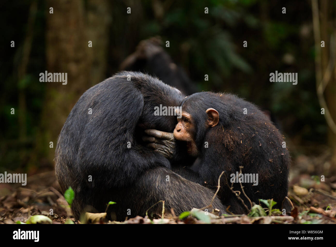 Western Schimpanse (Pan troglodytes Verus) Jugendkriminalität ...