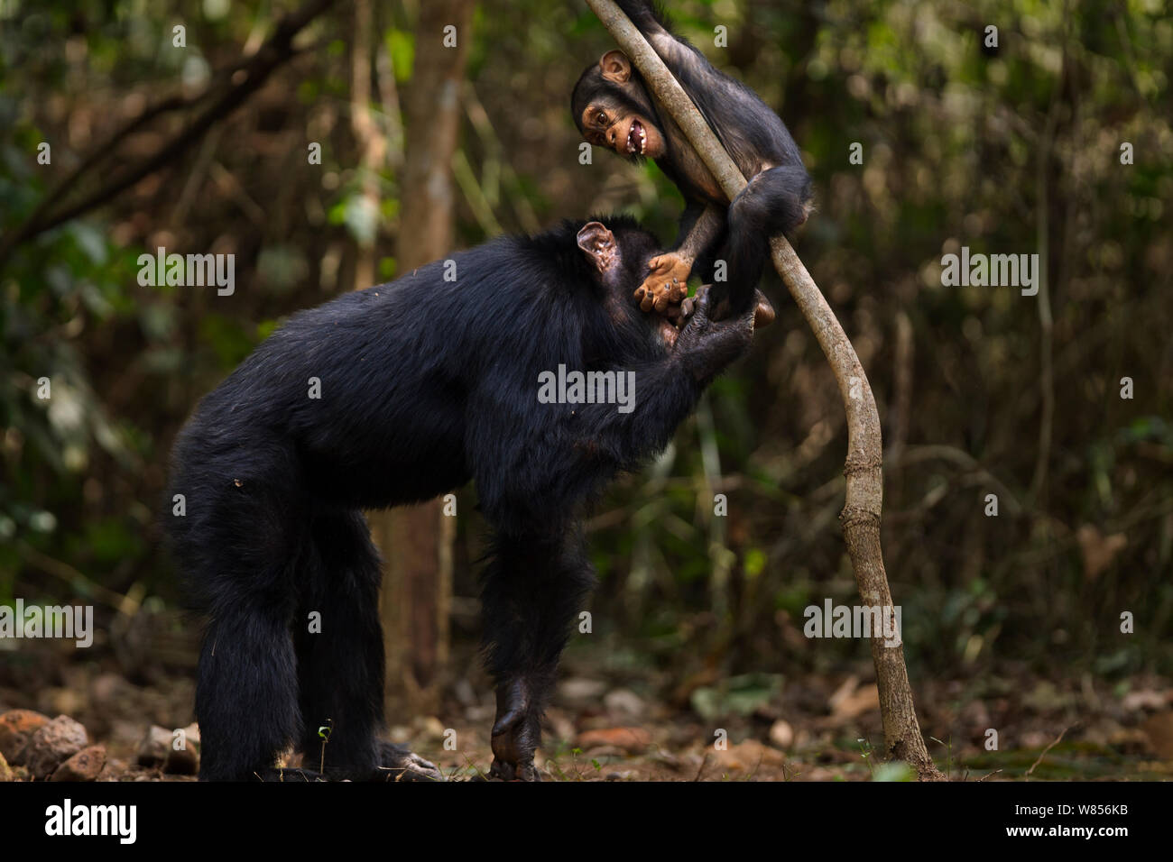 Chimps playing -Fotos und -Bildmaterial in hoher Auflösung – Alamy