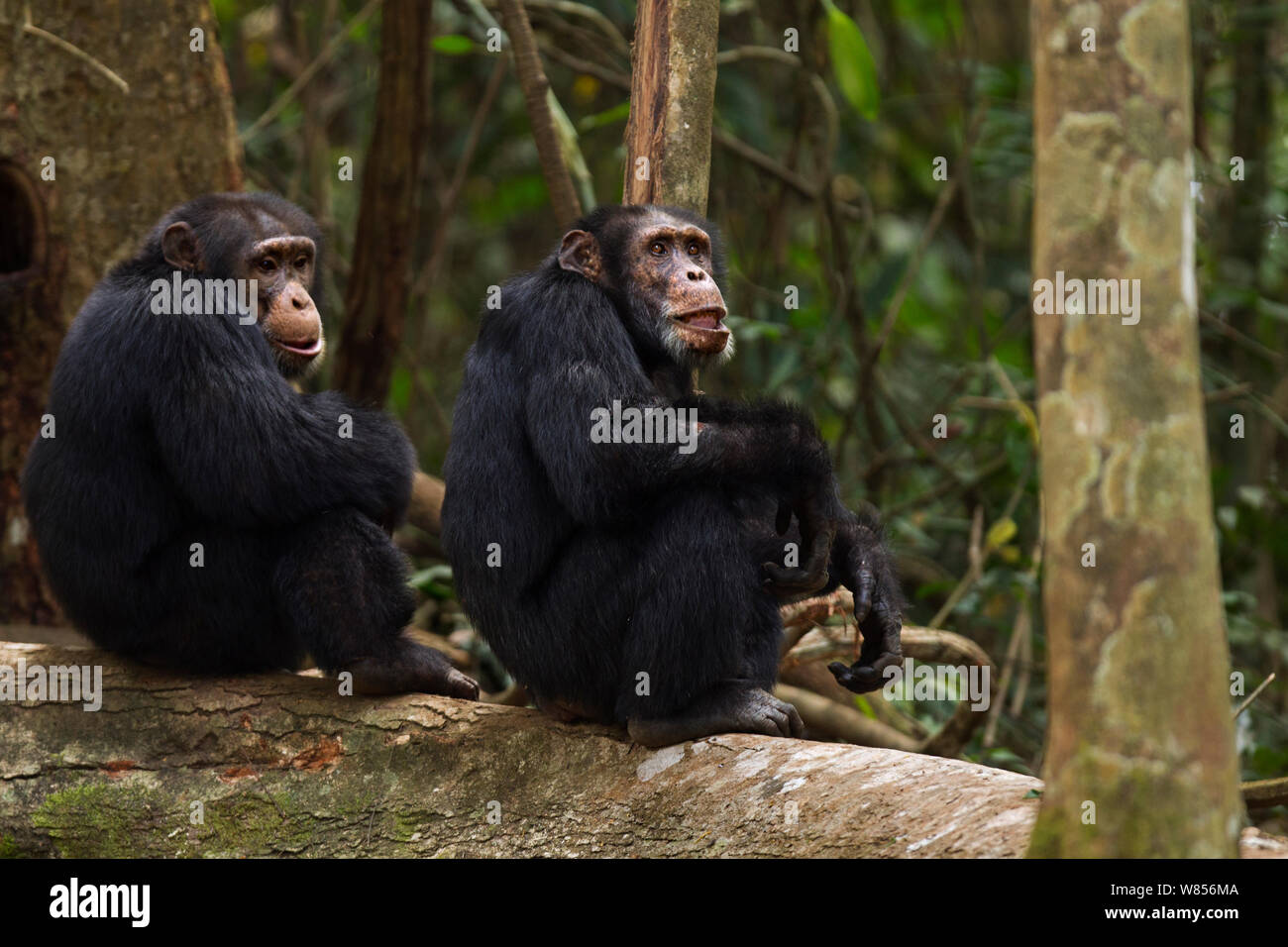Western Schimpanse (Pan troglodytes Verus) Männchen Jeje" bis zum Alter ...