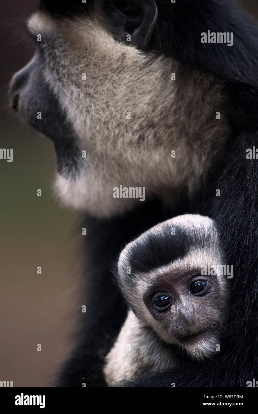 Colobus affe und baby -Fotos und -Bildmaterial in hoher Auflösung – Alamy