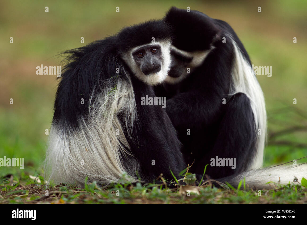 Colobus guereza kikuyuensis -Fotos und -Bildmaterial in hoher Auflösung ...