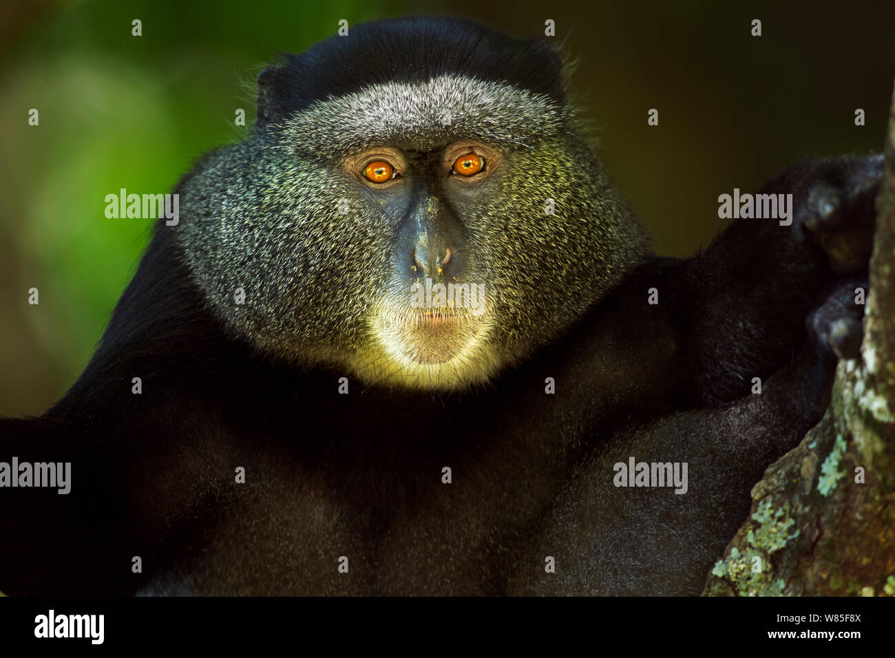 Samango affen -Fotos und -Bildmaterial in hoher Auflösung – Alamy