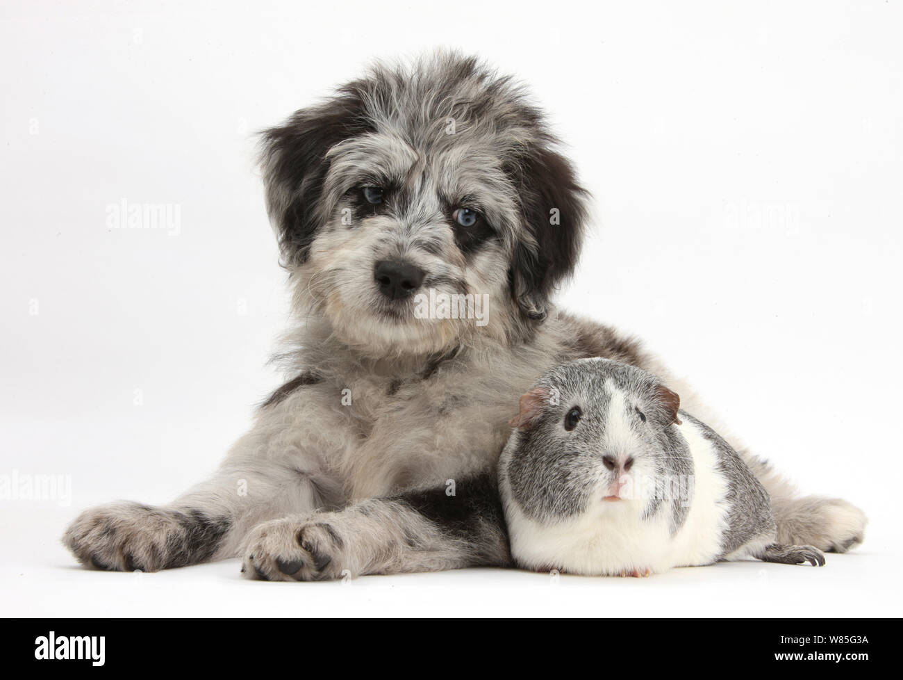 Silver Poodle Portrait Stockfotos und -bilder Kaufen - Alamy