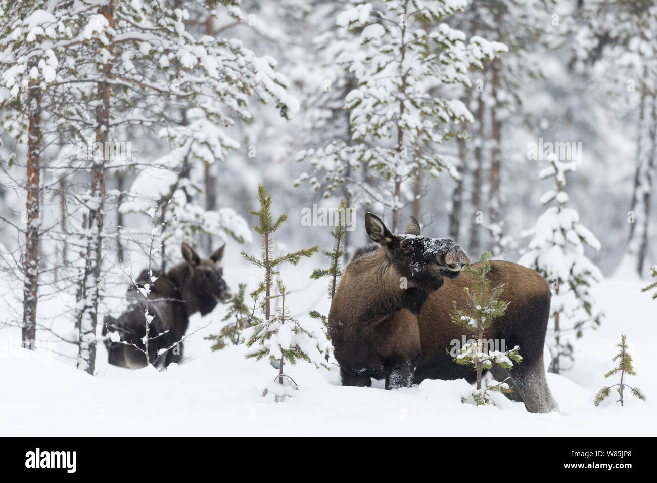 Baby und mutter elch -Fotos und -Bildmaterial in hoher Auflösung – Alamy
