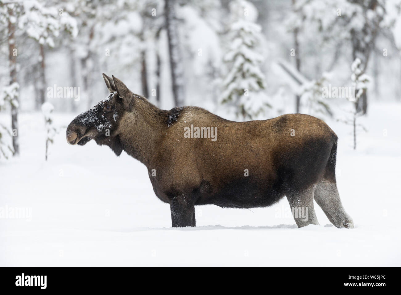 Weiblicher eurasischer elch -Fotos und -Bildmaterial in hoher Auflösung ...
