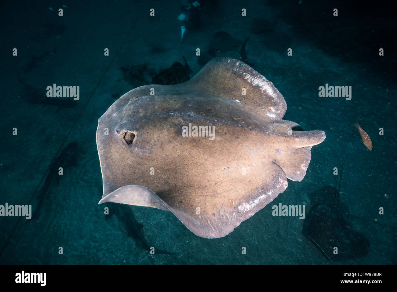Japanische stingray oder red Stingray (Hemitrygon akajei). Es ist ...