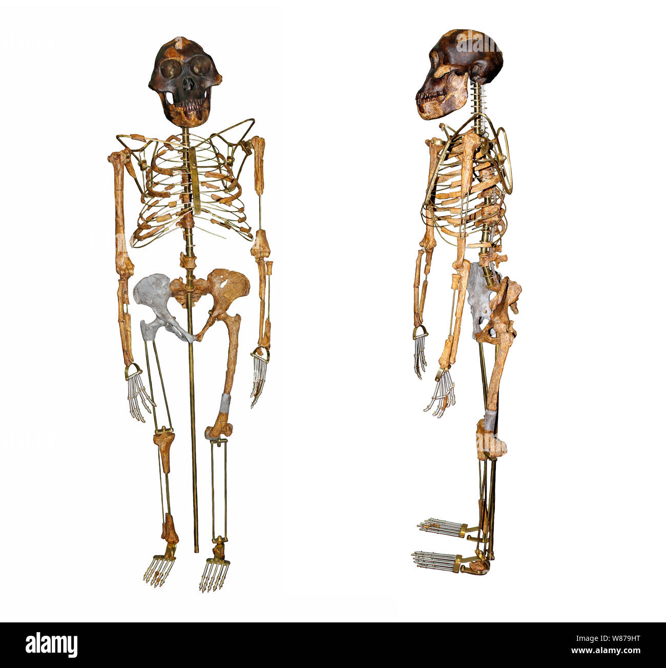 Gracile australopithecines Stockfotos und -bilder Kaufen - Alamy