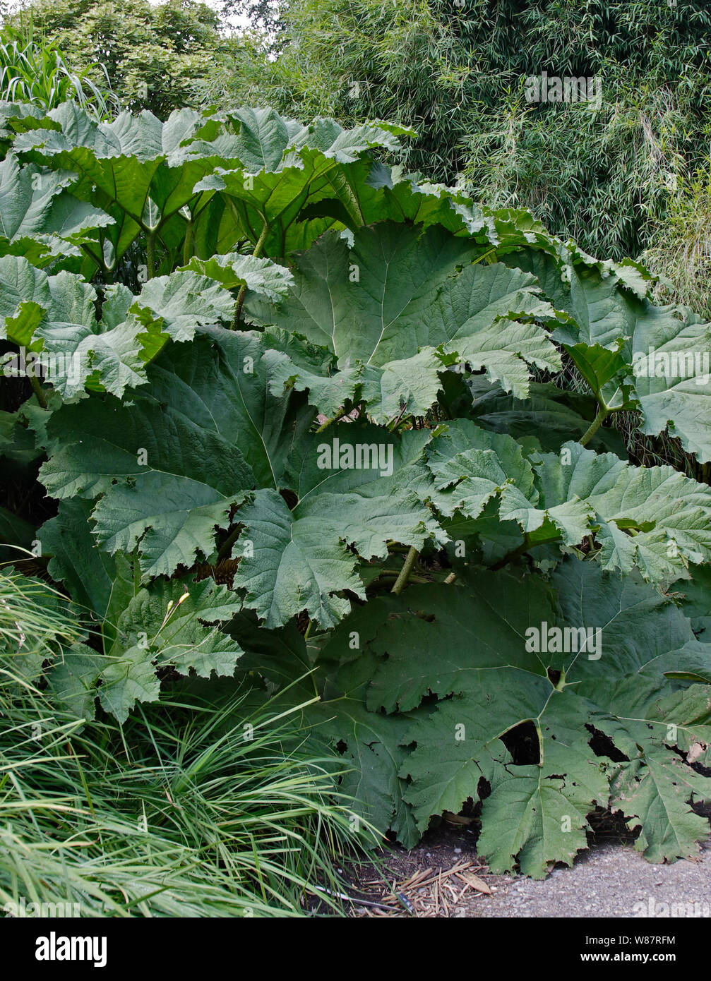 Gunneras manicata -Fotos und -Bildmaterial in hoher Auflösung – Alamy